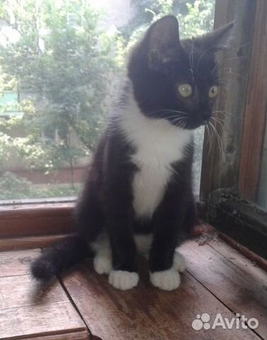 Котёнок девочка 3 мес бусинка