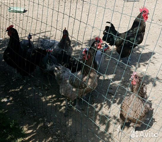 Куры Джерсийский гигант