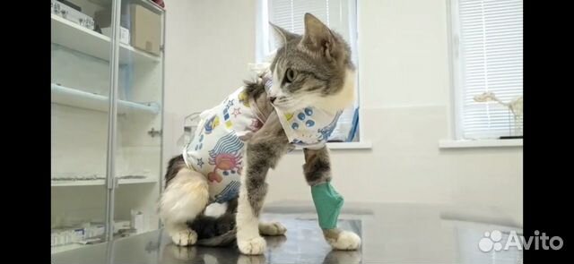 Бесплатно кошку в добрые руки