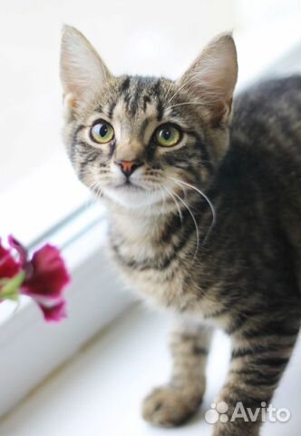 Маленькие Зайчики