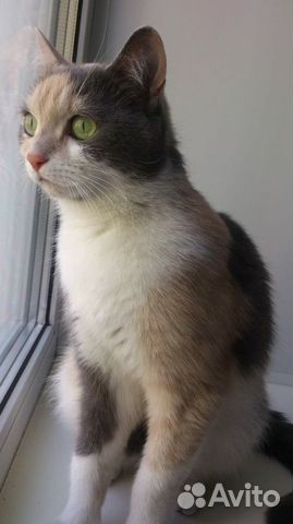 Отдам кошечку