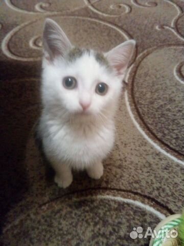 Отдам кошечку в добрые руки