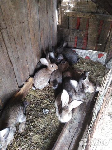 Кролики