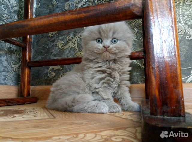 Котята Шотландской породы