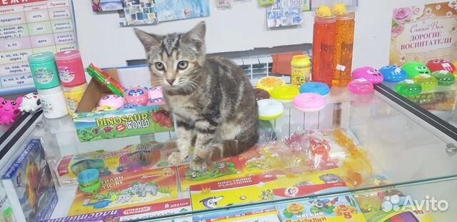 Котенок Шаня 4 меч в добрые руки