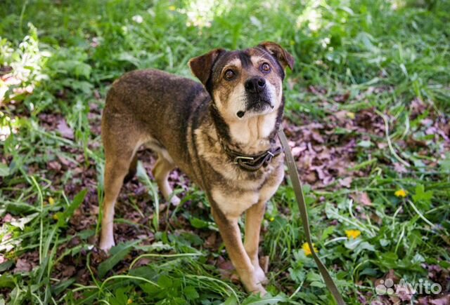 Пес в добрые руки