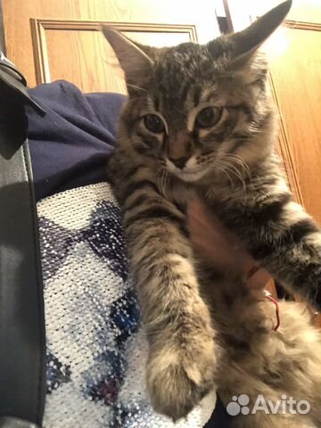 Котёнок подросток