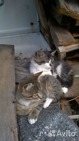 Котята
