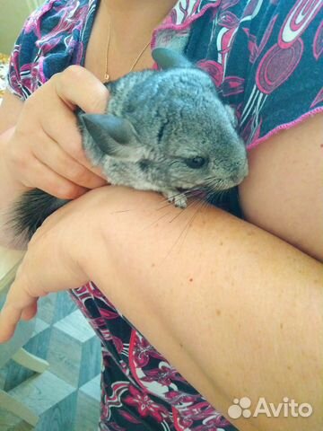 Шиншилленок (мальчик, д.р. 12.05.2019)