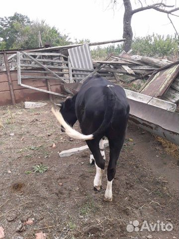 Первотелка