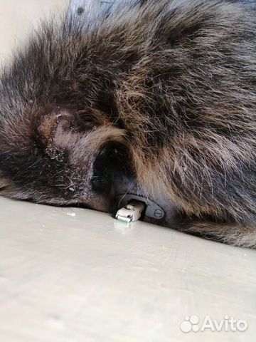 Енот (девочка )