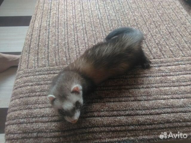 Продам хорька. Девочка, 2,5 месяца. Ласковая, заме