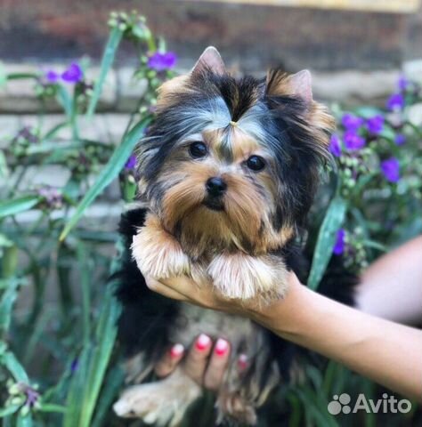 Йоркширский терьер супер дети