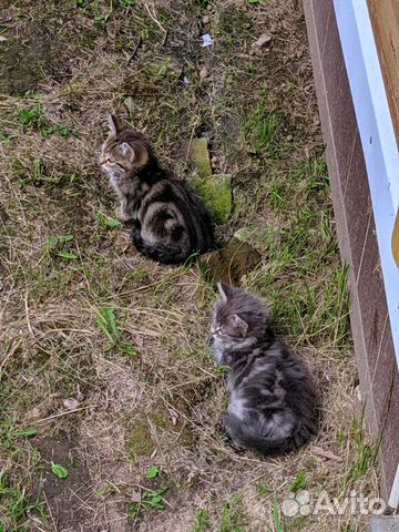 Котятки малыши