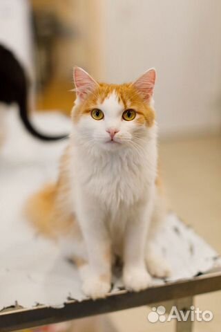 Котенок подросток девочка бесплатно