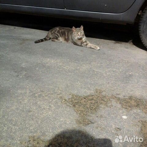 Котик бесплатно в добрые ручки