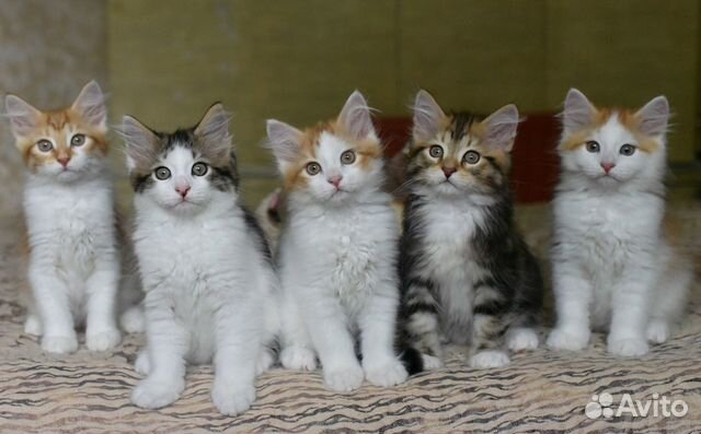 Породистые Сибирские котята с документами