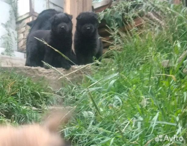 Отдам щенков чау в хорошие руки