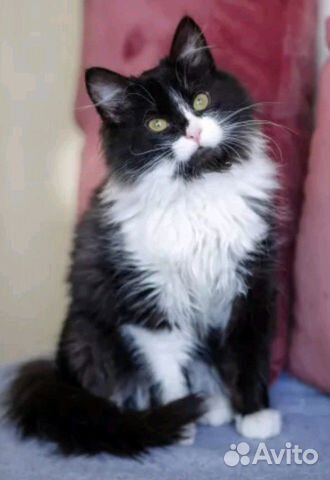 Котята подростки пушистые