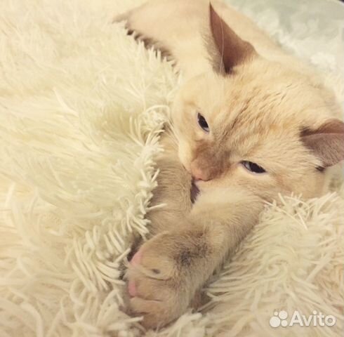 Кот для вязки
