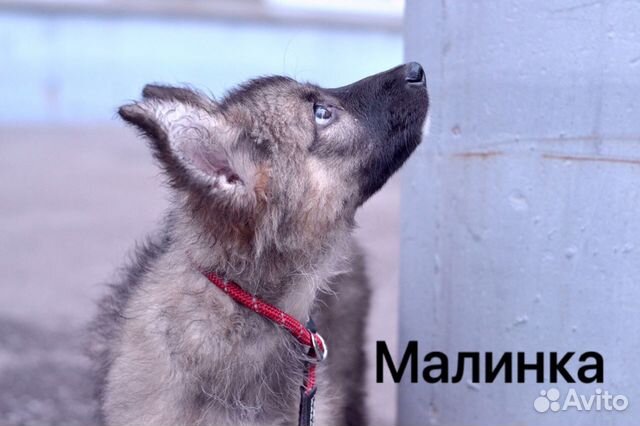 Малинка щенок в добрые руки