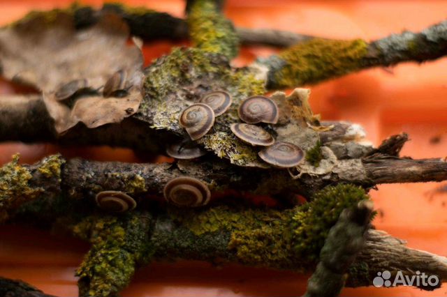 Улитки караколусы, лимиколярии фламея