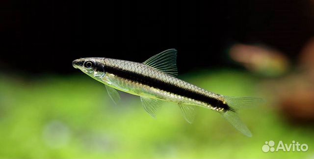 Рыбка аквариумная Сиамский водорослеед