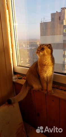 Шотландская кошечка