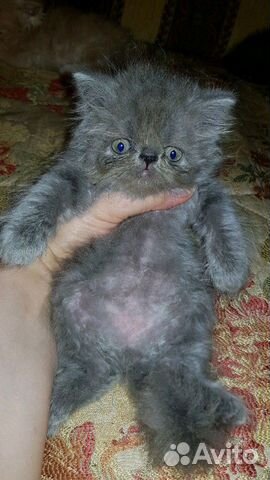 Персидская девочка котенок 1,5мес