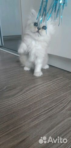 Британский шиншиллёнок