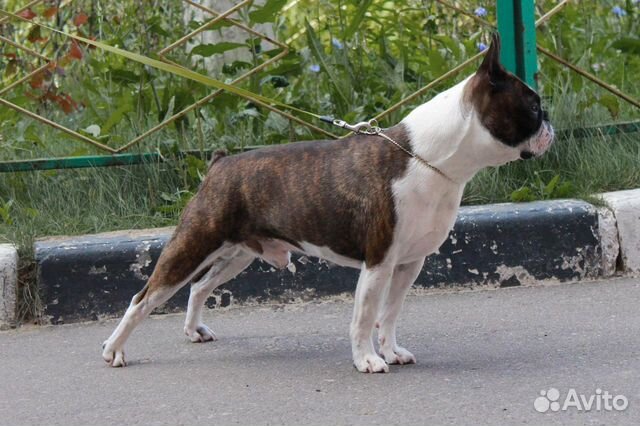 Бостон-терьер для вязки