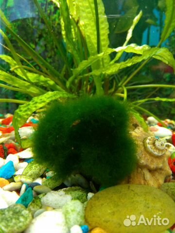 Водоросли шарики кладофора