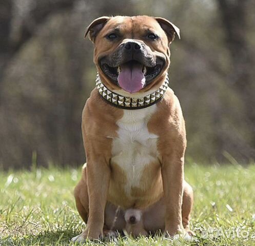 Кобель на вязку Стаффордширский бультерьер
