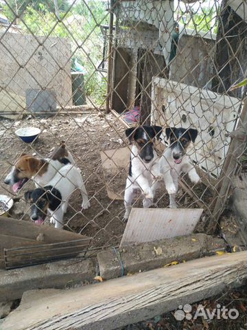 Фокстерьер