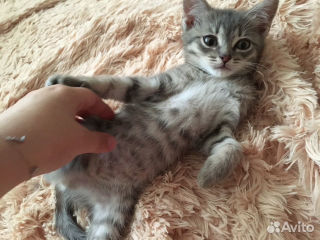 Чудо Котенок