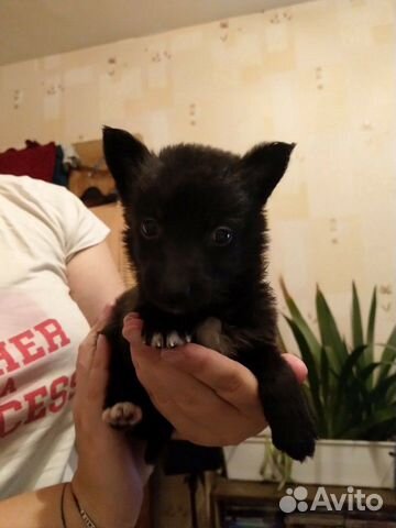 Щенки в добрые руки