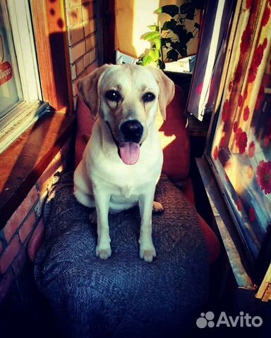Лабрадор ретривер