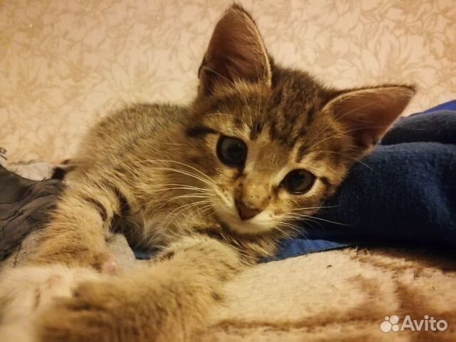 Котенок шикарный пушистый самый красивый