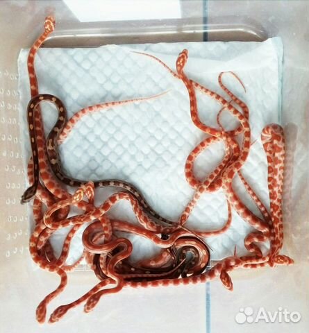 Маисовые полозы разных морф