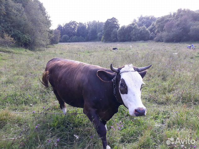Продается телка