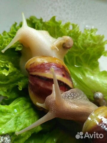 Хит улитята Ахатина Фулика