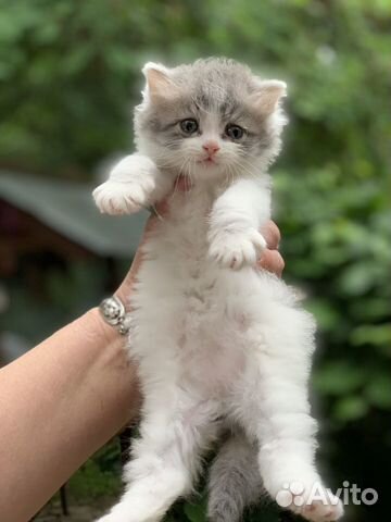 Персидские котята