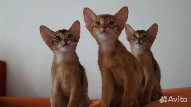 Абиссинские котята