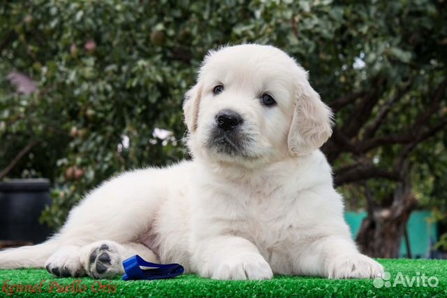 Продаются щенки золотистого ретривера