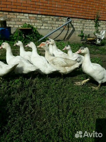 Индоутка (мускусная утка)