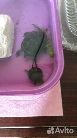 Черепашка малышка