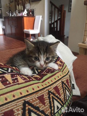 Котята в добрые ручки