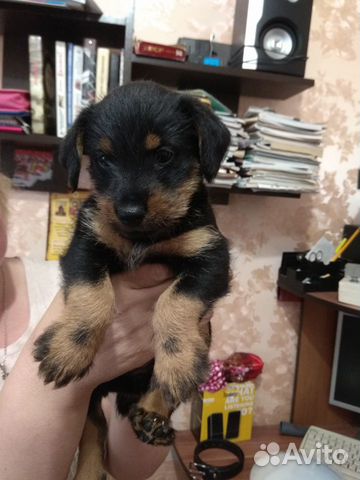 Продам ягдтерьера