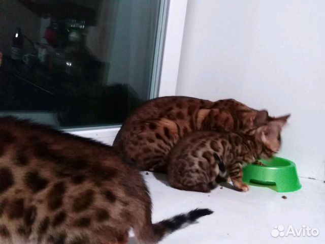 Мальчик бенгал