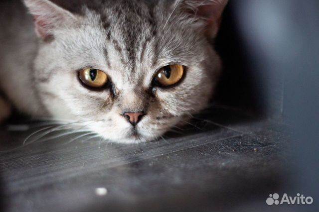 Шотландская полосатая